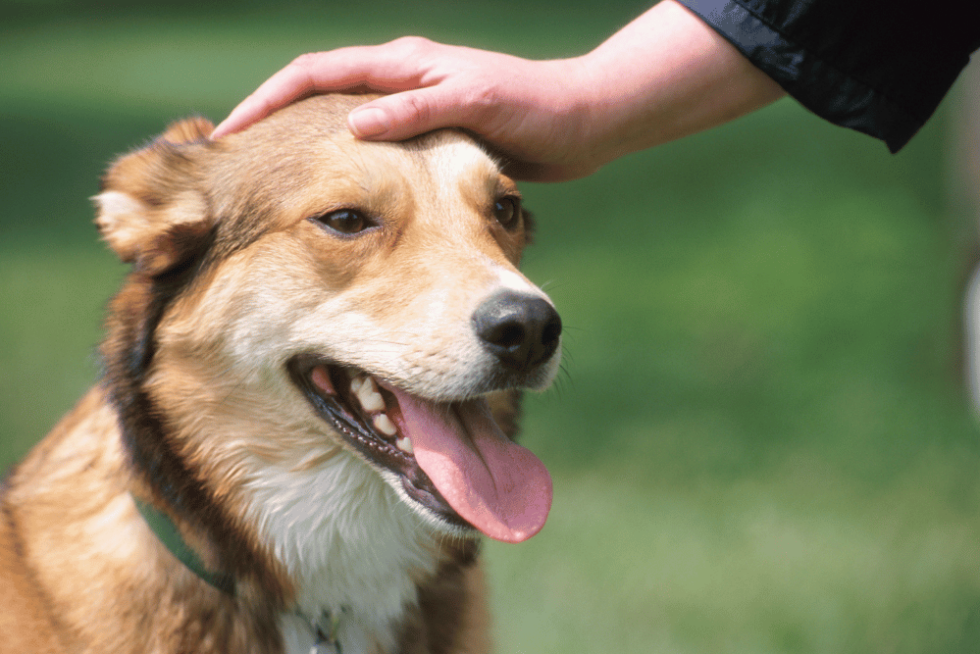 Pet Cremation In Pittsburgh, PA | Allegheny Vet Associates